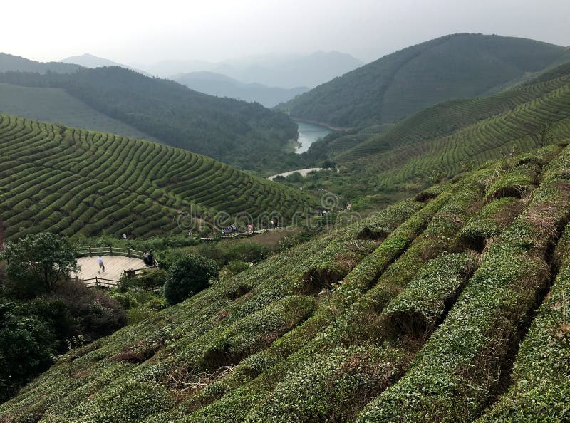Overview on the Tea Tree Fields Stock Photo - Image of mountains ...