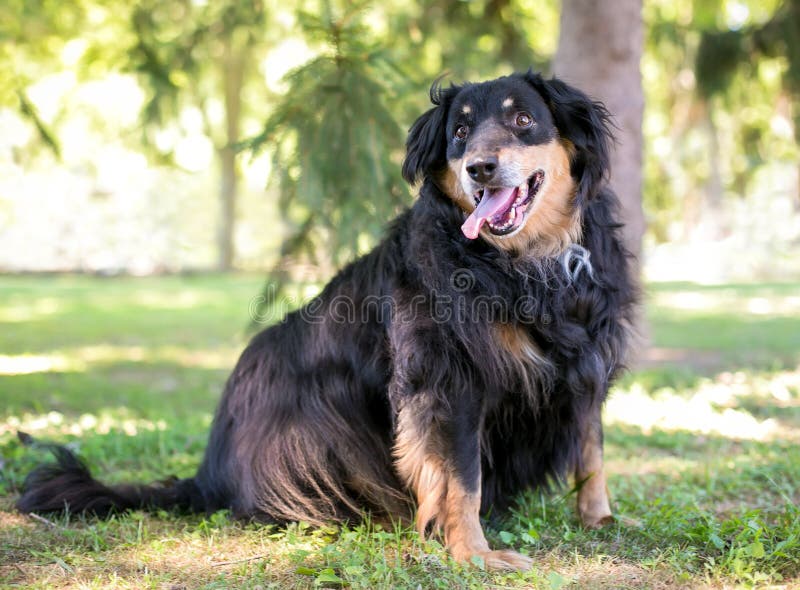 Australian Chubby Phtoto Stock Photos - Free & Royalty-Free Stock ...