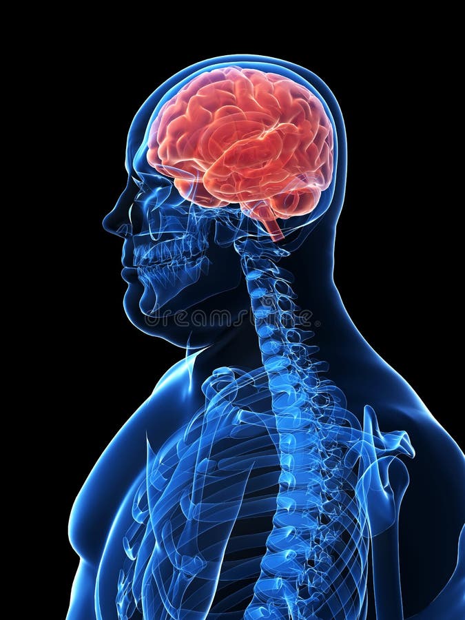 Overweight male - brain stock illustration. Illustration of graphic ...