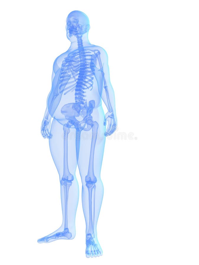 Overweight Male Anatomy - Kidney Stock Illustration - Illustration of ...