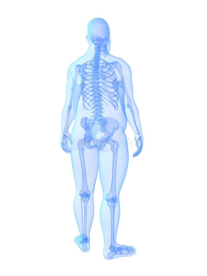 Overweight Male Anatomy - Kidney Stock Illustration - Illustration of ...