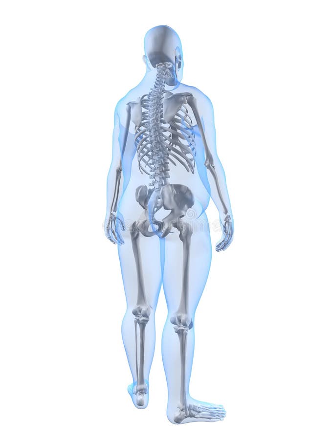 Overweight Male Anatomy - Kidney Stock Illustration - Illustration of ...