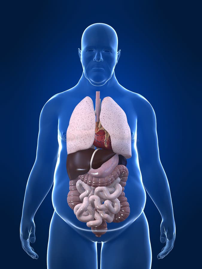 Overweight man - anatomy stock illustration. Illustration of fatness ...