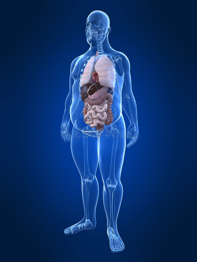 Overweight man - anatomy stock illustration. Illustration of lifestyle ...