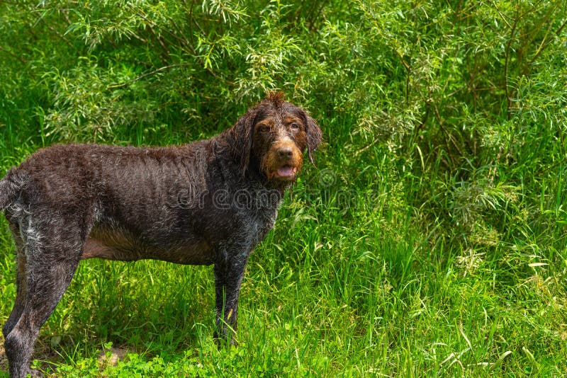 Overweight Old Drahthaar Dog Stock Photos - Free & Royalty-Free Stock ...