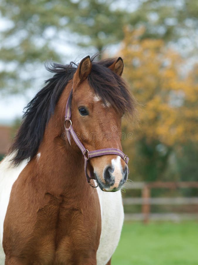 Overweight Pony Stock Photos - Free & Royalty-Free Stock Photos from ...