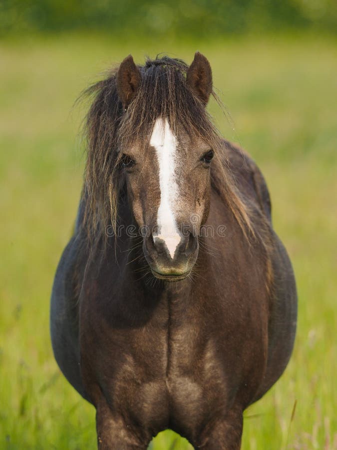 Overweight Pony stock image. Image of laminitis, pony - 323625197