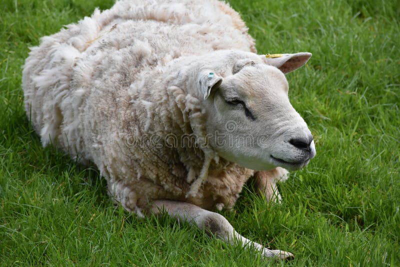 Overweight White Sheep Resting in a Grass Field Stock Photo - Image of ...