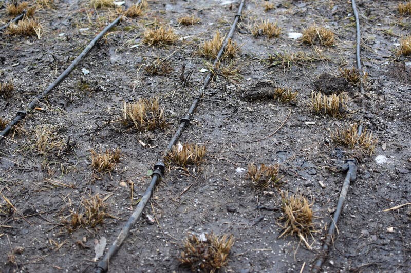 Overwintered Grass in a Flowerbed with an Artificial Automatic ...
