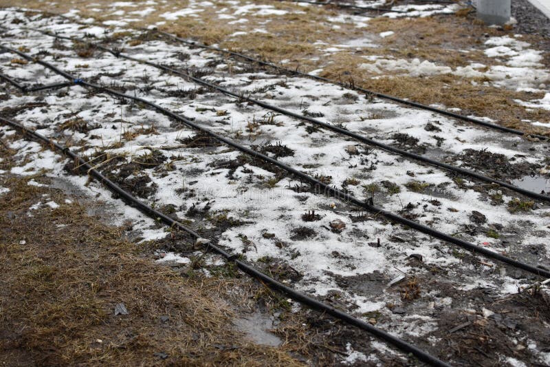 Overwintered Grass and Snow Residues in a Flowerbed with an Automatic ...