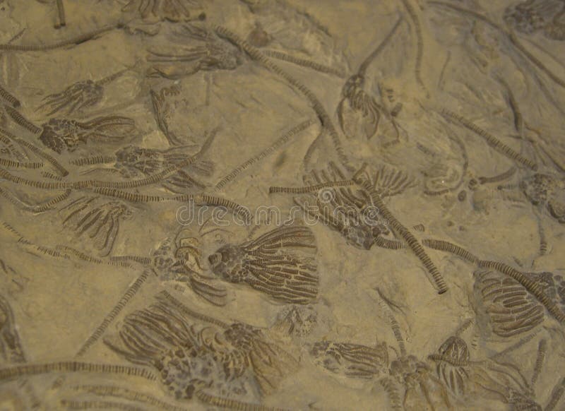 Fossielen stock afbeelding. Image of voorhistorisch, vorm - 28074219