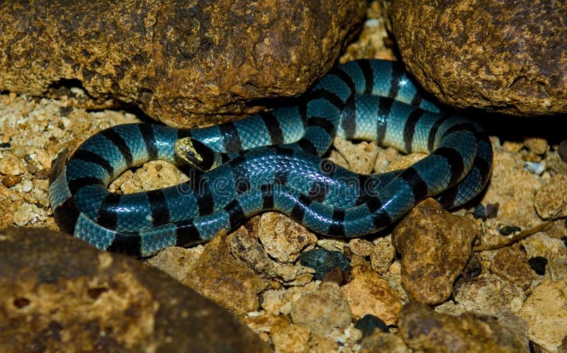 De Rode Slang Van De Bamboerat Stock Afbeelding - Image of sumatra ...