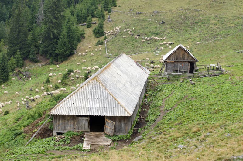 Ovile E Pecore Da Pascolare Immagine Stock - Immagine di ripido ...