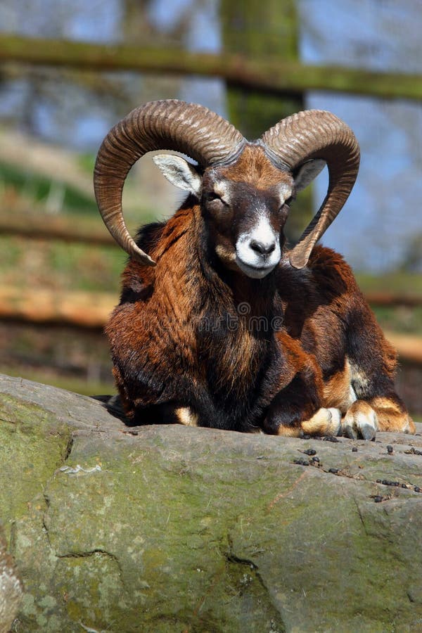 Ovis aries orientalis stock image. Image of laying, aries - 38667803