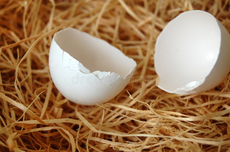 Ovo branco rachado foto de stock. Imagem de casca, recentemente - 69101952