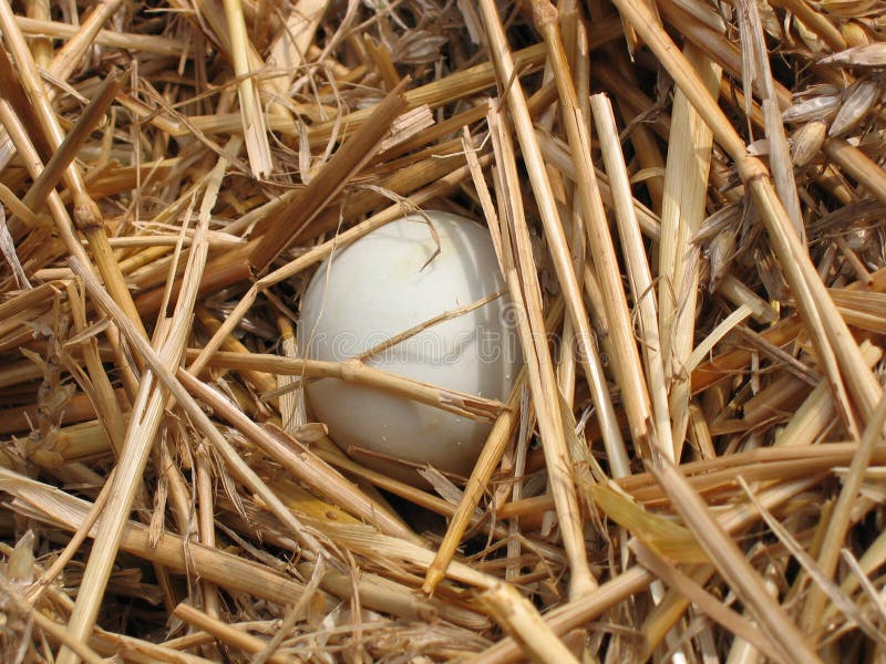 Ovo dos patos foto de stock. Imagem de ovos, mola, pintainho - 791486