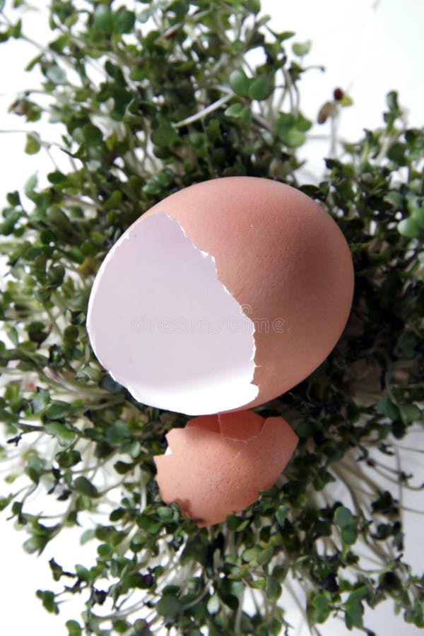 Ovo Rachado Na Grama Verde Do Sprout Foto de Stock - Imagem de acredite ...