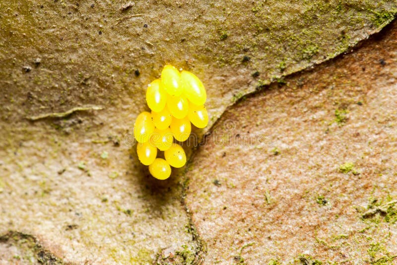 Ovos Amarelos de Inseto imagem de stock. Imagem de nascimento - 33417615