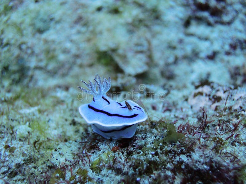 Ovula ovum stock photo. Image of erosaria, identify - 188590396