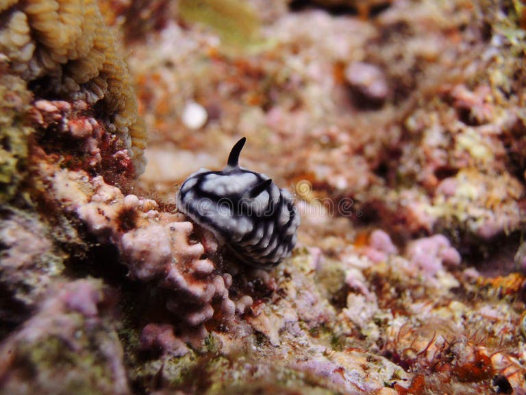 Ovula ovum stock photo. Image of biaculeatus, japan, amphiprioninae ...