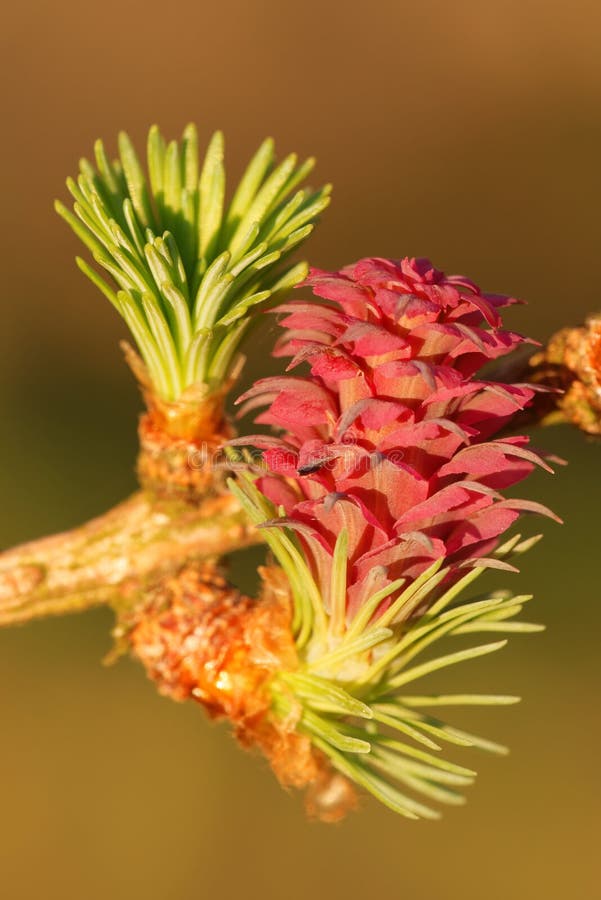 Larch strobili stock photo. Image of strobilus, microstrobilus - 116214440