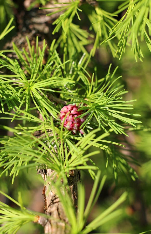 Ovulate Cones of Larch Tree in Spring, End of April. Stock Image ...