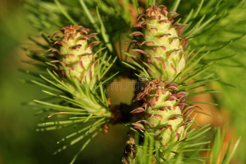 Larch strobili stock photo. Image of pollen, female - 117164472