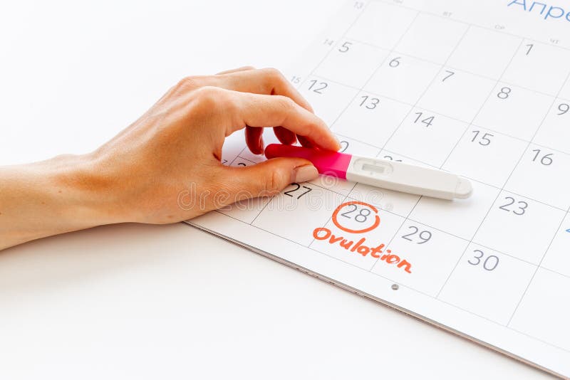 Ovulation Home Test in Female Hand Over Calendar with Red Mark Stock ...