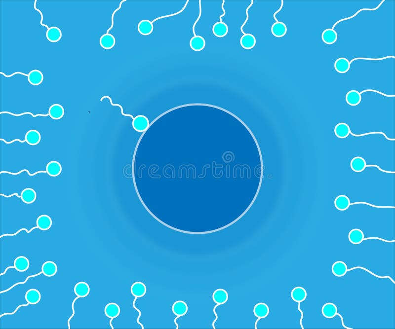 Ovulation Fertilization Process Stock Illustrations 196 Ovulation