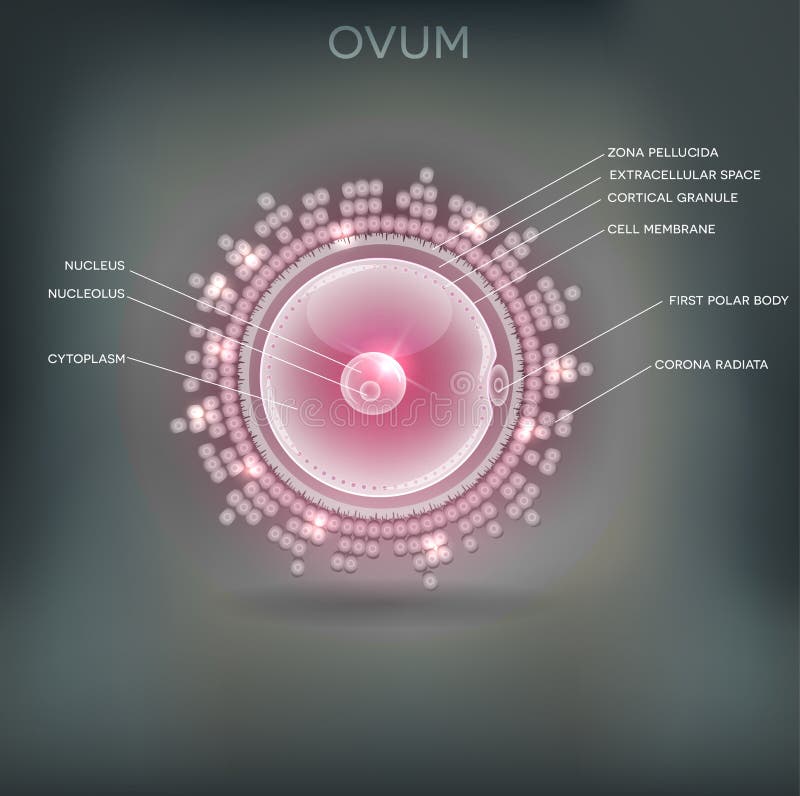 Ovule Stock Illustrations, Vecteurs, & Clipart – (3,693 Stock ...