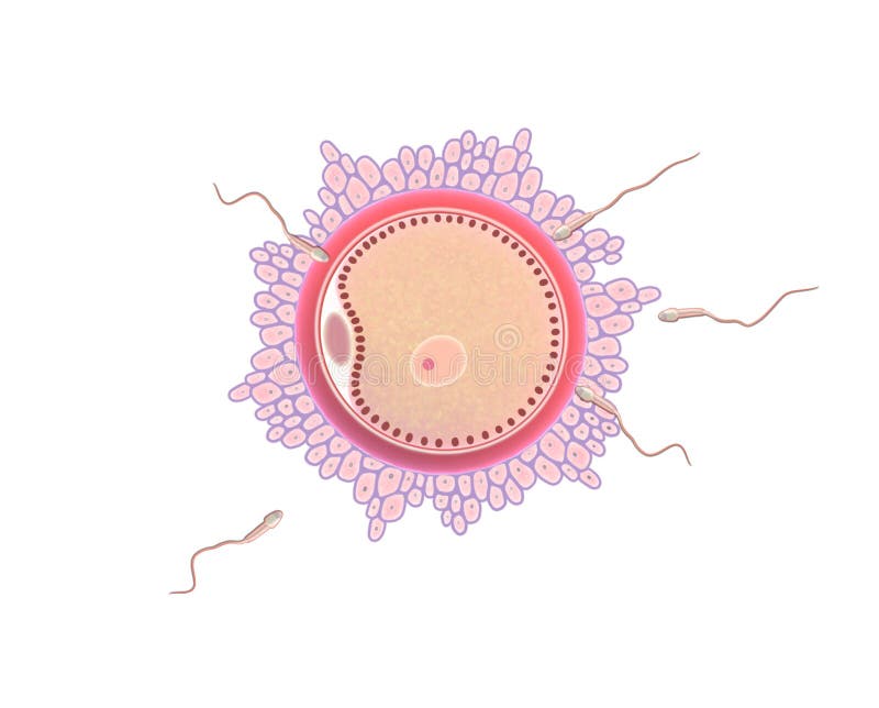 Ovule stock illustration. Illustration of diagram, pregnancy - 59071969