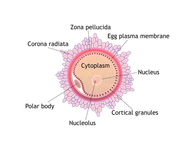 Ovule stock illustration. Image of nucleus, gynecology - 59071991