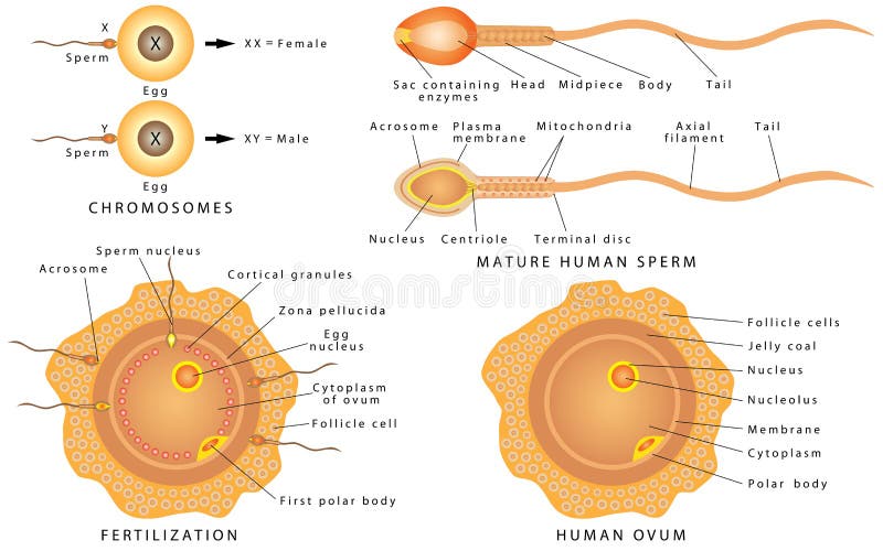 Ovule Et Sperme De Conception Illustration Stock - Illustration du ...
