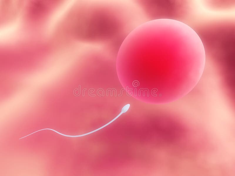 Ovule Humain Avec Le Sperme Illustration Stock - Illustration du ...