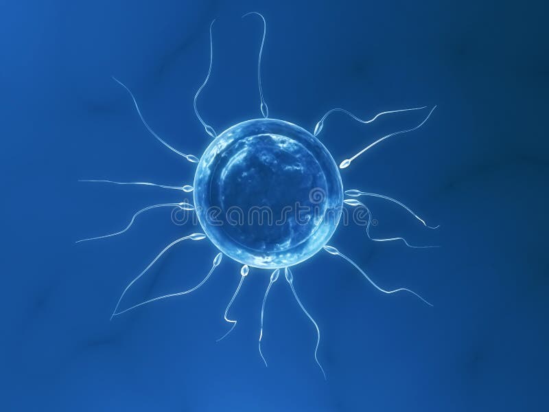 Ovule Humain Avec Le Sperme Illustration Stock - Illustration du ...