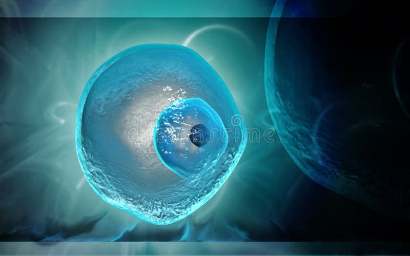 Ovum cell stock illustration. Illustration of colour - 45585564