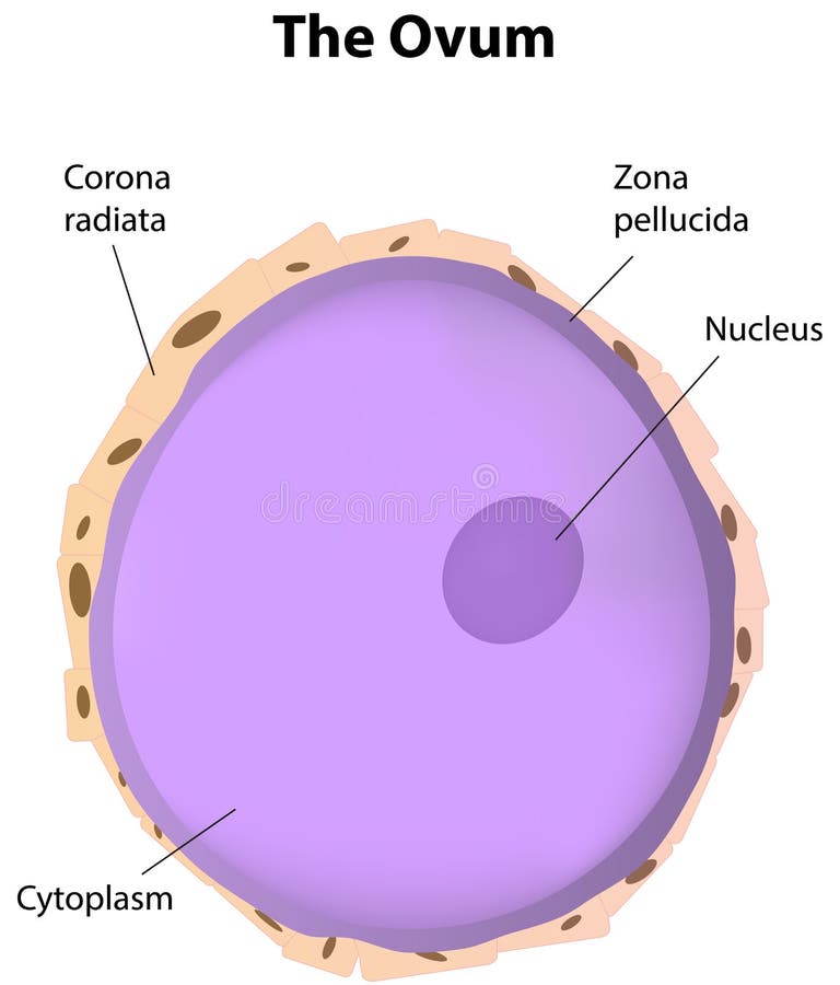 The Ovum stock vector. Illustration of sperm, foetus - 41869127