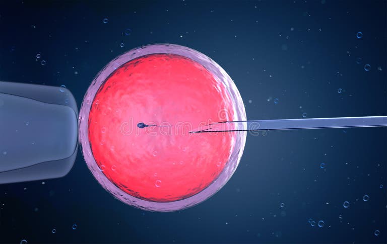 Ovum with Needle for Artificial Insemination or in Vitro Fertilization ...