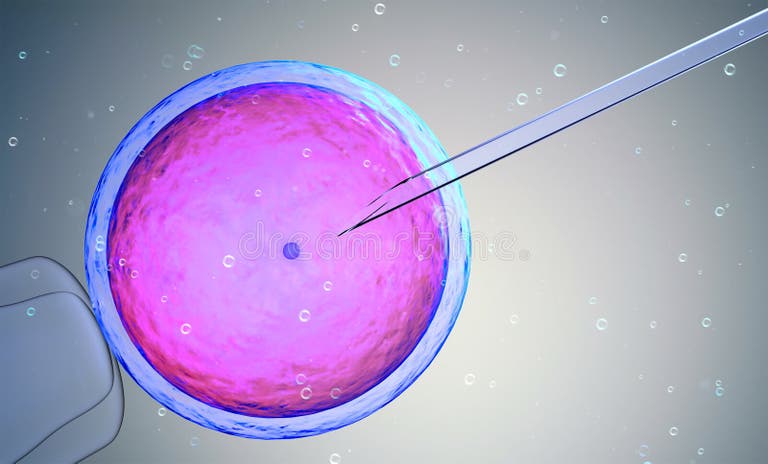 Ovum with Needle for Artificial Insemination or in Vitro Fertilization ...