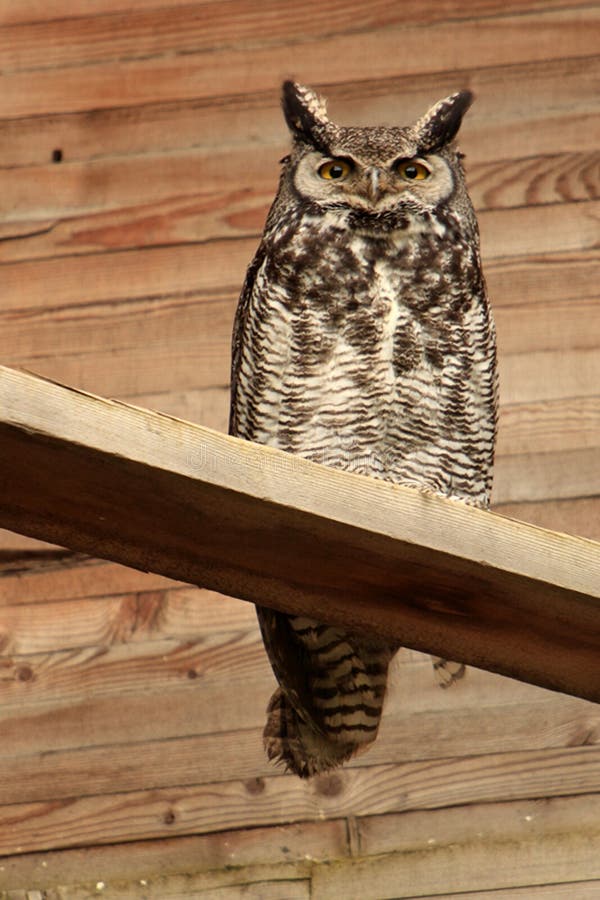 Owel stock image. Image of nocternal, owel, swoop, roosting - 14807937