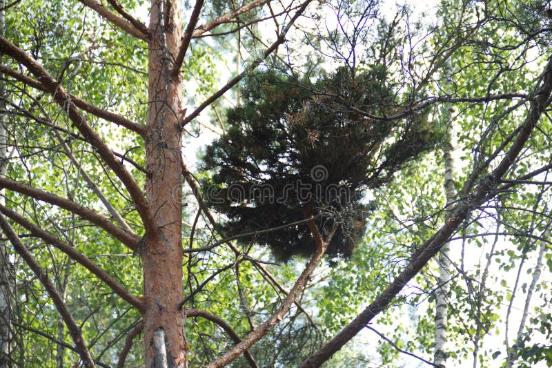 Witches Broom In Pine Trees