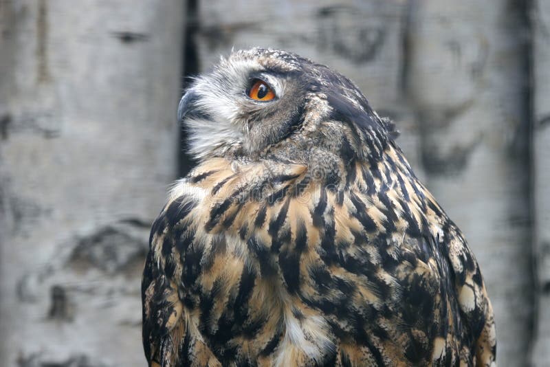 Free Animals pictures, photos & images - Royalty-Free and Public Domain ...