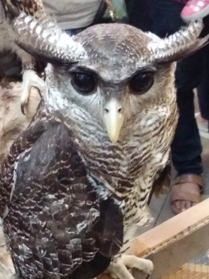 Owl stock photo. Image of sharp, eyes, beak, claw - 134890386