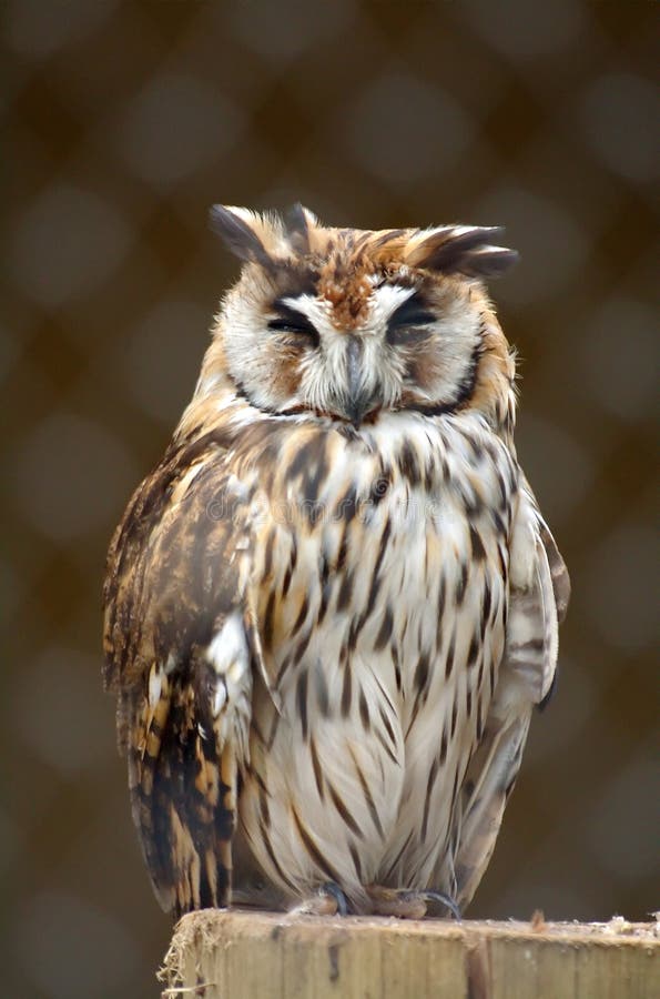 Free Animals pictures, photos & images - Royalty-Free and Public Domain ...