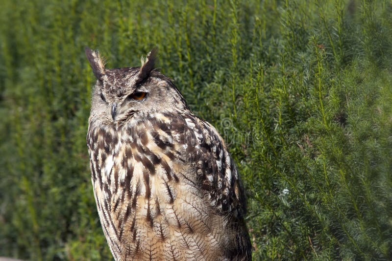 Owl stock photo. Image of eagle, pray, bird, predatory - 16081758