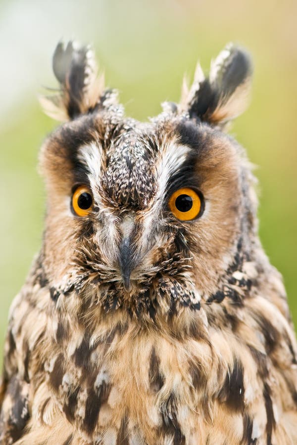 Owl stock photo. Image of iris, animal, looking, bird - 16534410