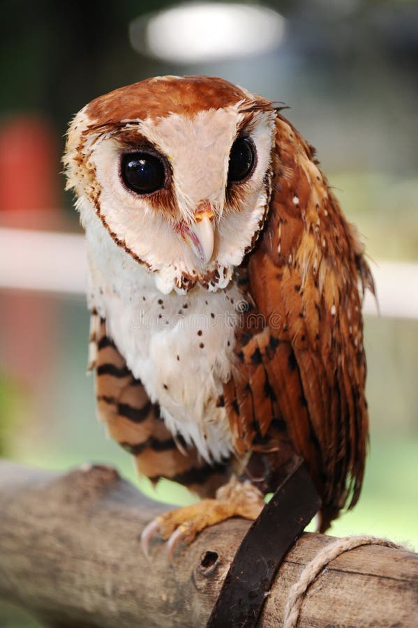 Owl face stock photo. Image of nature, side, outdoor - 10650952