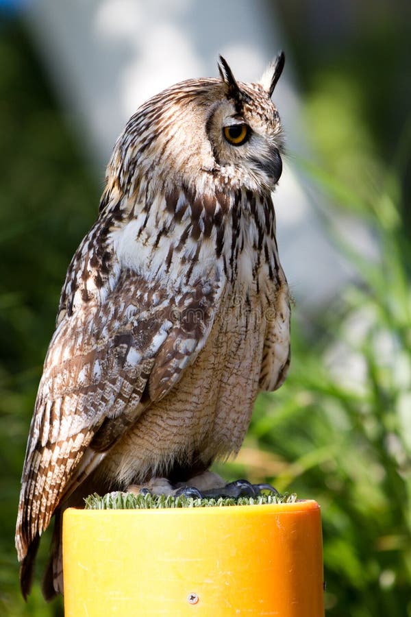 Owl stock photo. Image of great, standing, profile, natural - 21486606