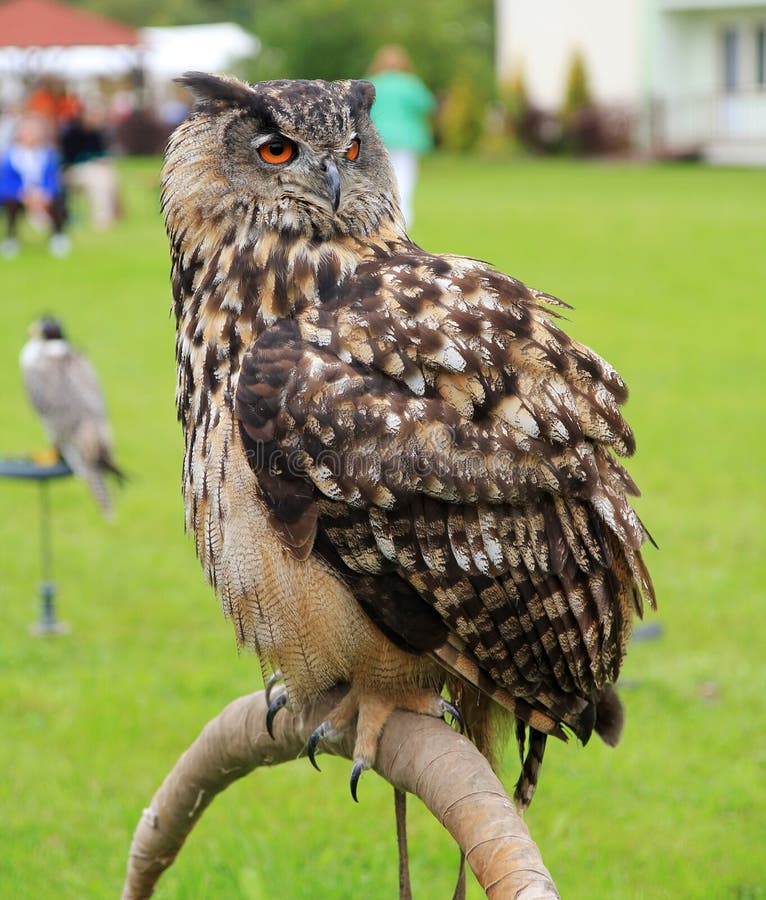 Great Horned Owl Side View Stock Photos - Free & Royalty-Free Stock ...