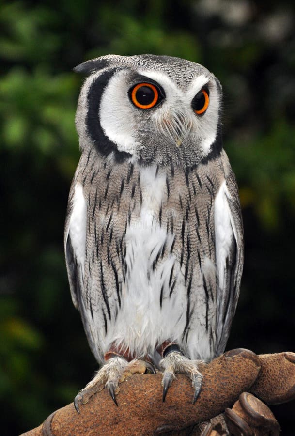 Huh? Owl stock image. Image of talons, bird, unique, unexpected - 282005